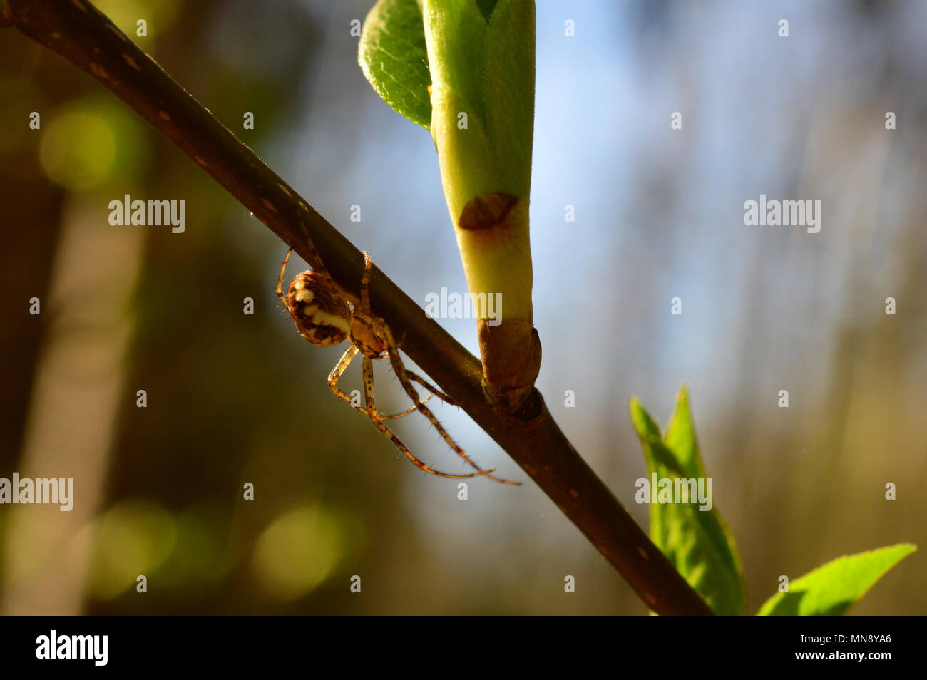 Glowing green spider hi-res stock photography and images - Alamy