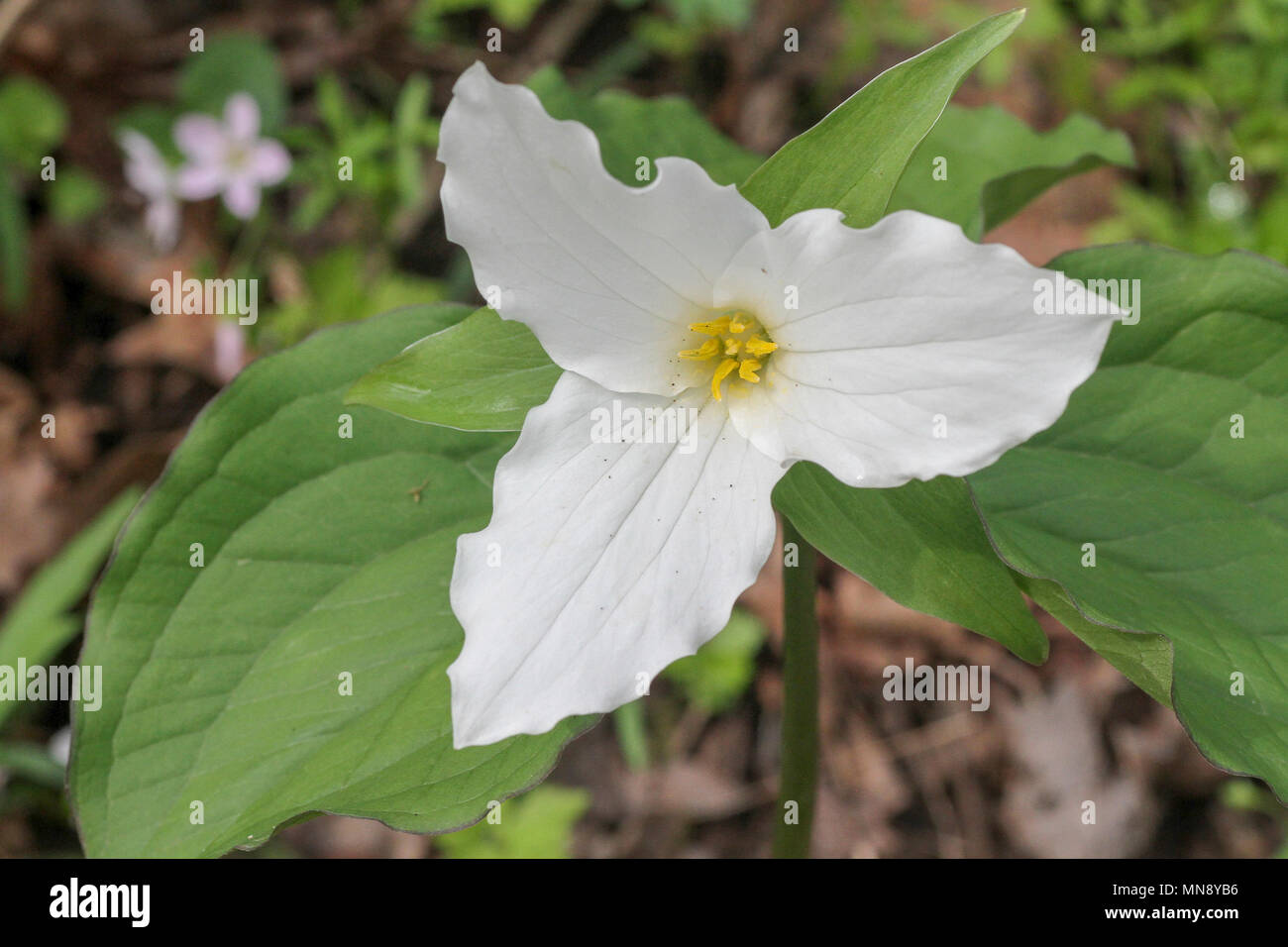 Large-flowered trillium at Raccoon Creek State Park in Pennsylvania ...