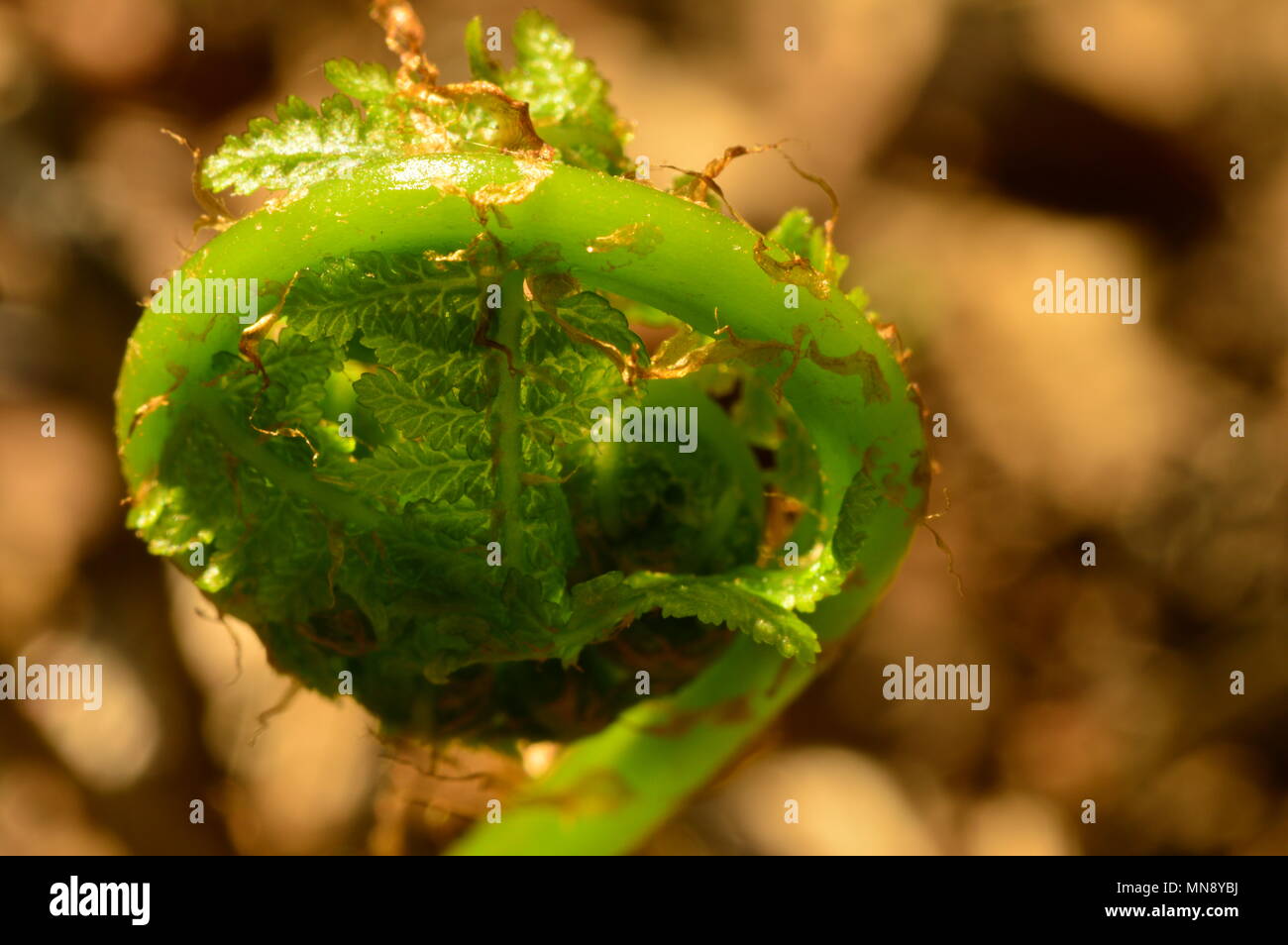 First leaf growth hi-res stock photography and images - Alamy