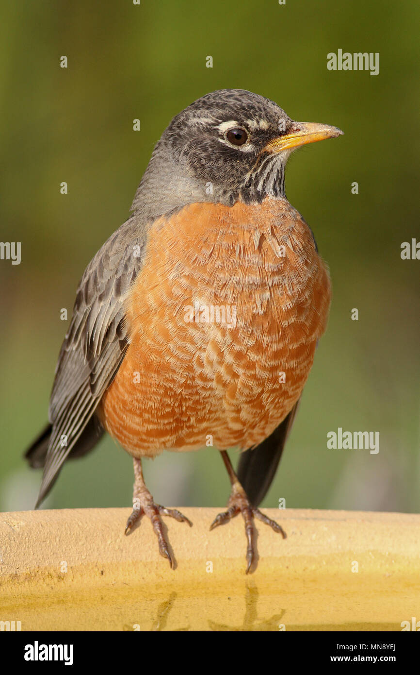 Robin bird bath hi-res stock photography and images - Alamy