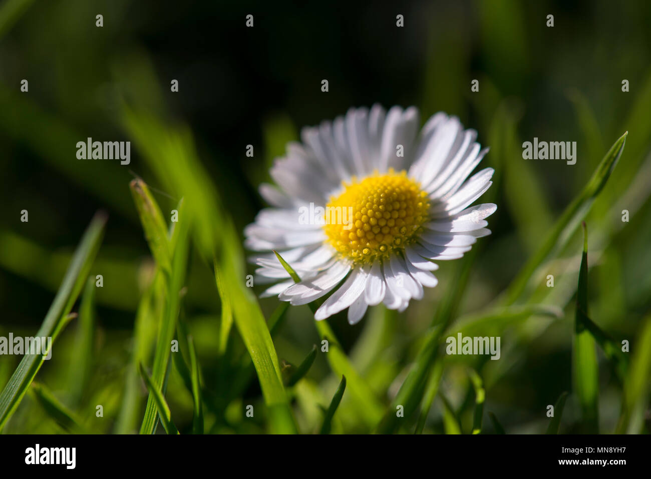 small common daisy in a grass lawn Stock Photo - Alamy