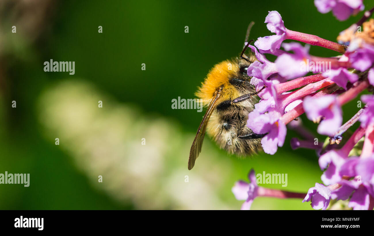 A macro shot of a bumblebee collecting pollen from a butterfly bush ...