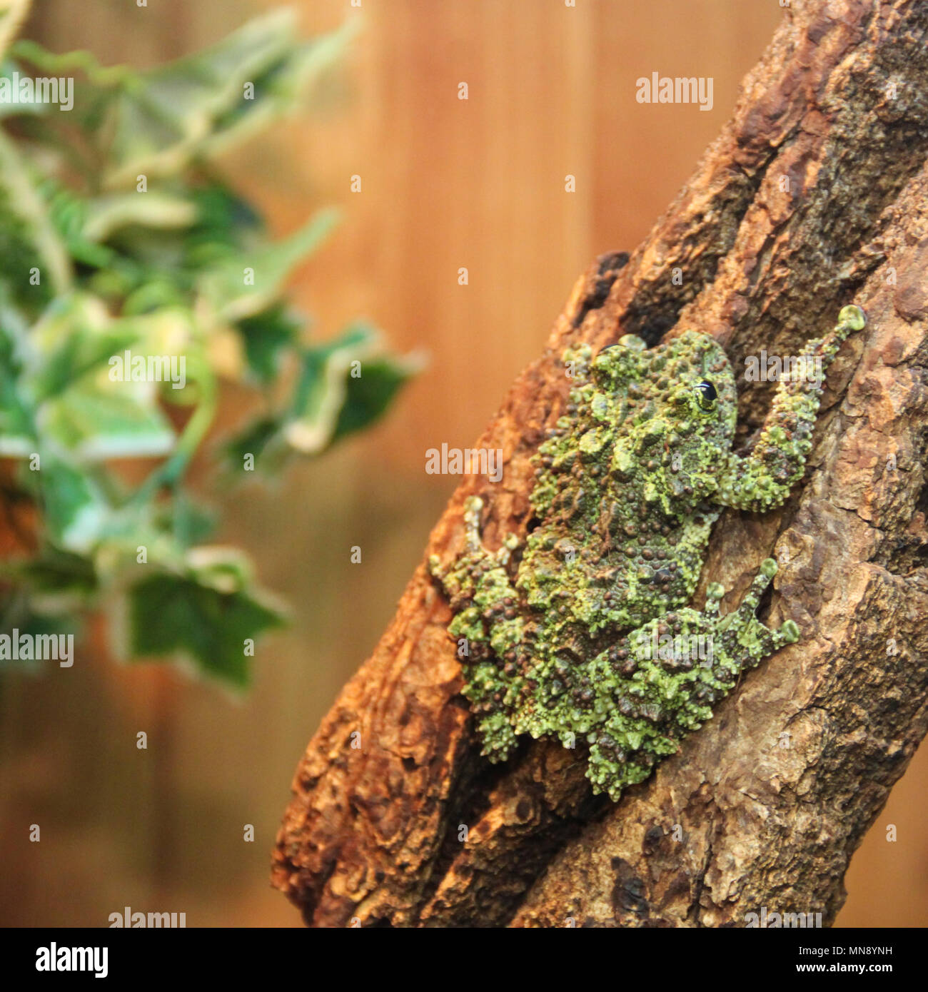 Thelodermacorticale hi-res stock photography and images - Alamy