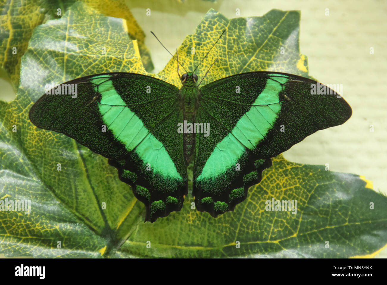 Tropical Butterfly Emerald swallowtail on the green leaf, toned Stock ...