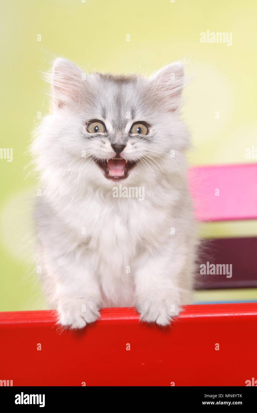 mewing German Longhair Kitten Stock Photo - Alamy