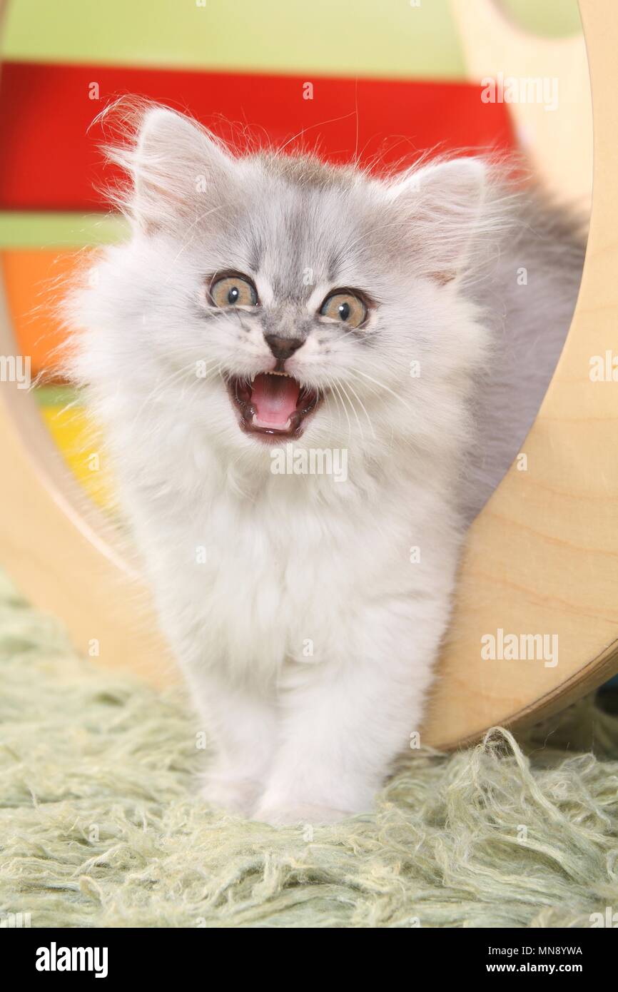mewing German Longhair Kitten Stock Photo - Alamy