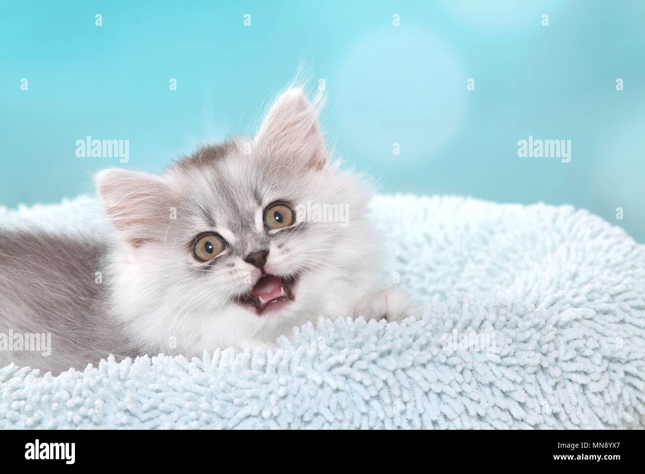 mewing German Longhair Kitten Stock Photo - Alamy