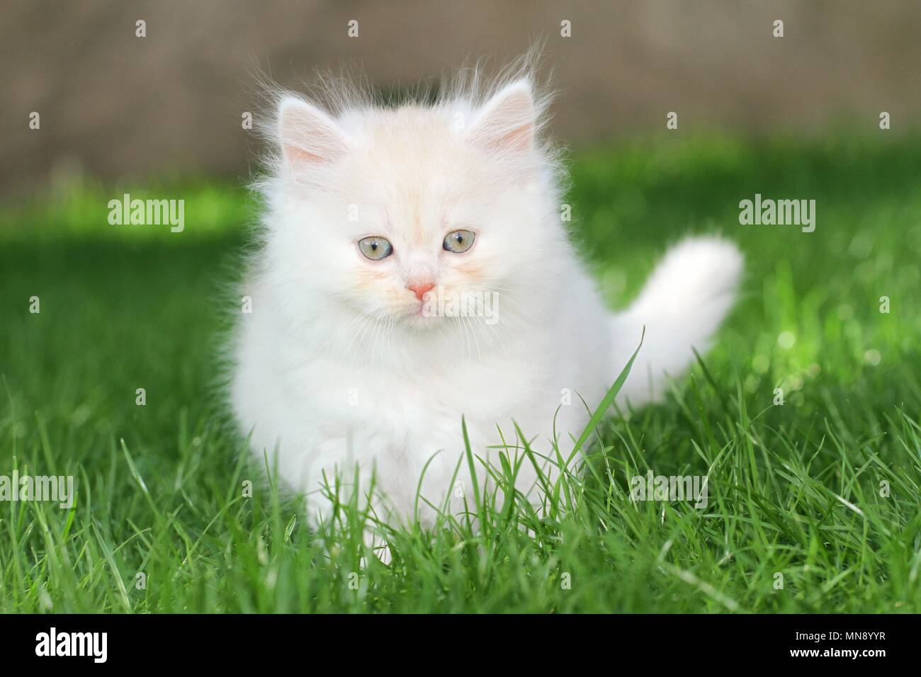 German Longhair Kitten Stock Photo - Alamy