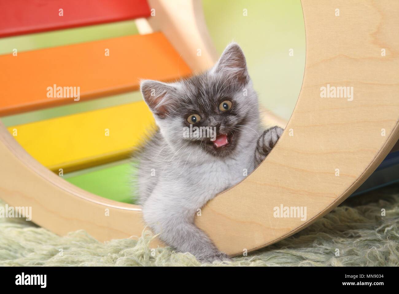 mewing European Shorthair Kitten Stock Photo - Alamy