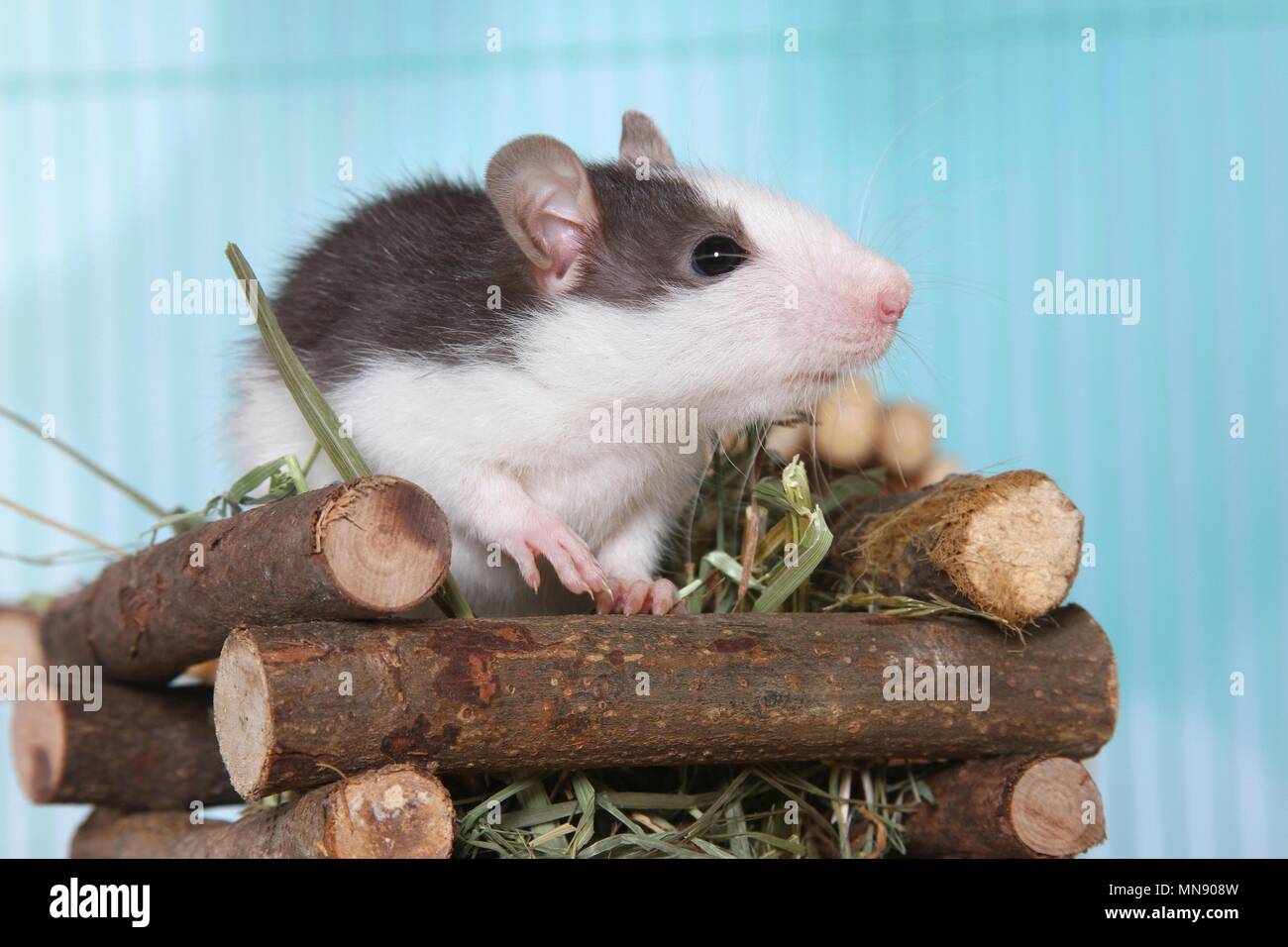 To rats case hi-res stock photography and images - Alamy