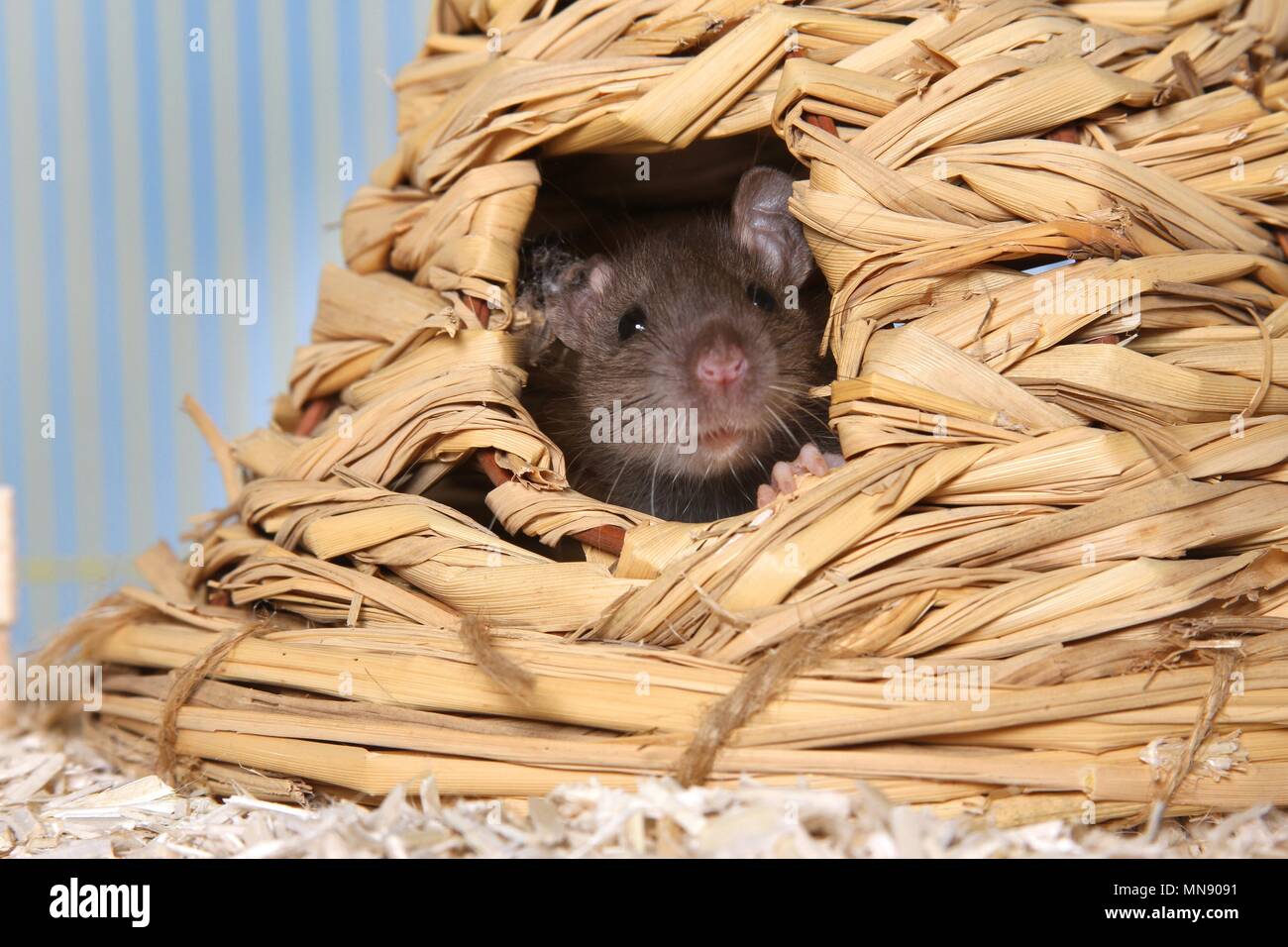 Rat bars hi-res stock photography and images - Alamy