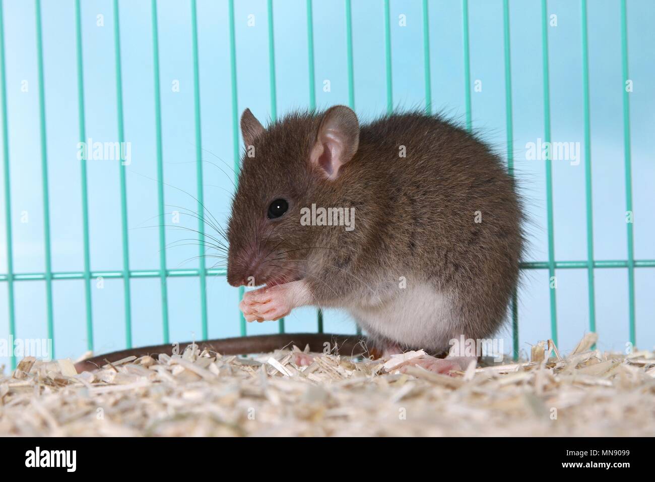 To rats case hi-res stock photography and images - Alamy