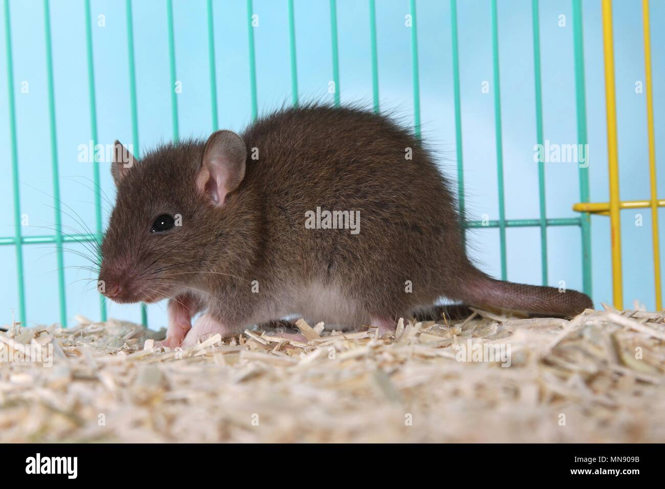 Rat bars hi-res stock photography and images - Alamy