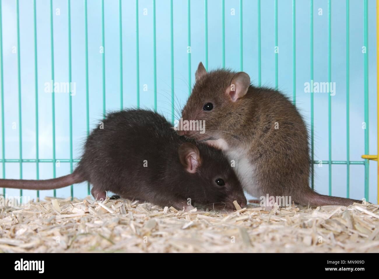 2 fancy rats Stock Photo - Alamy