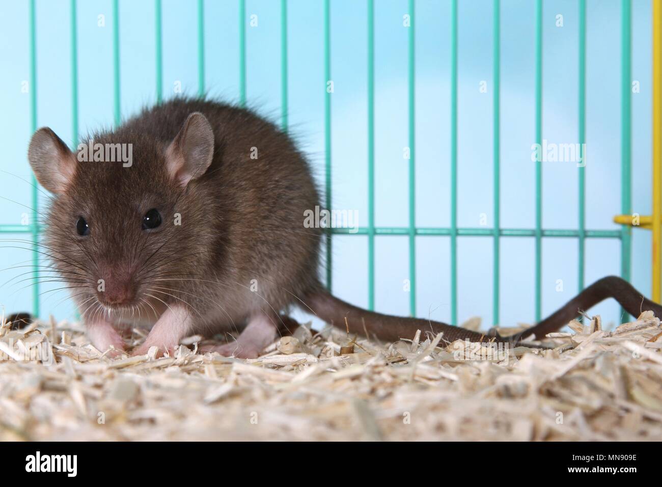 Rat bars hi-res stock photography and images - Alamy