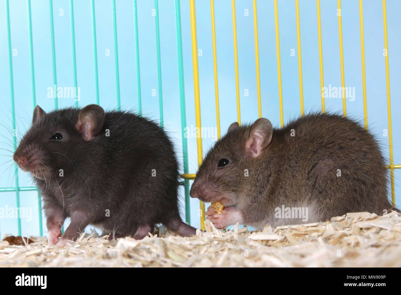 2 fancy rats Stock Photo - Alamy