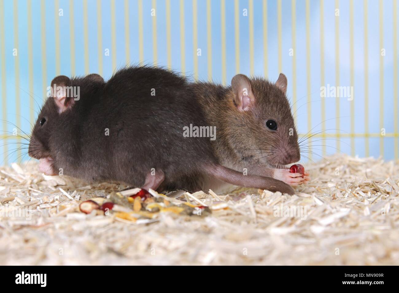 2 fancy rats Stock Photo - Alamy