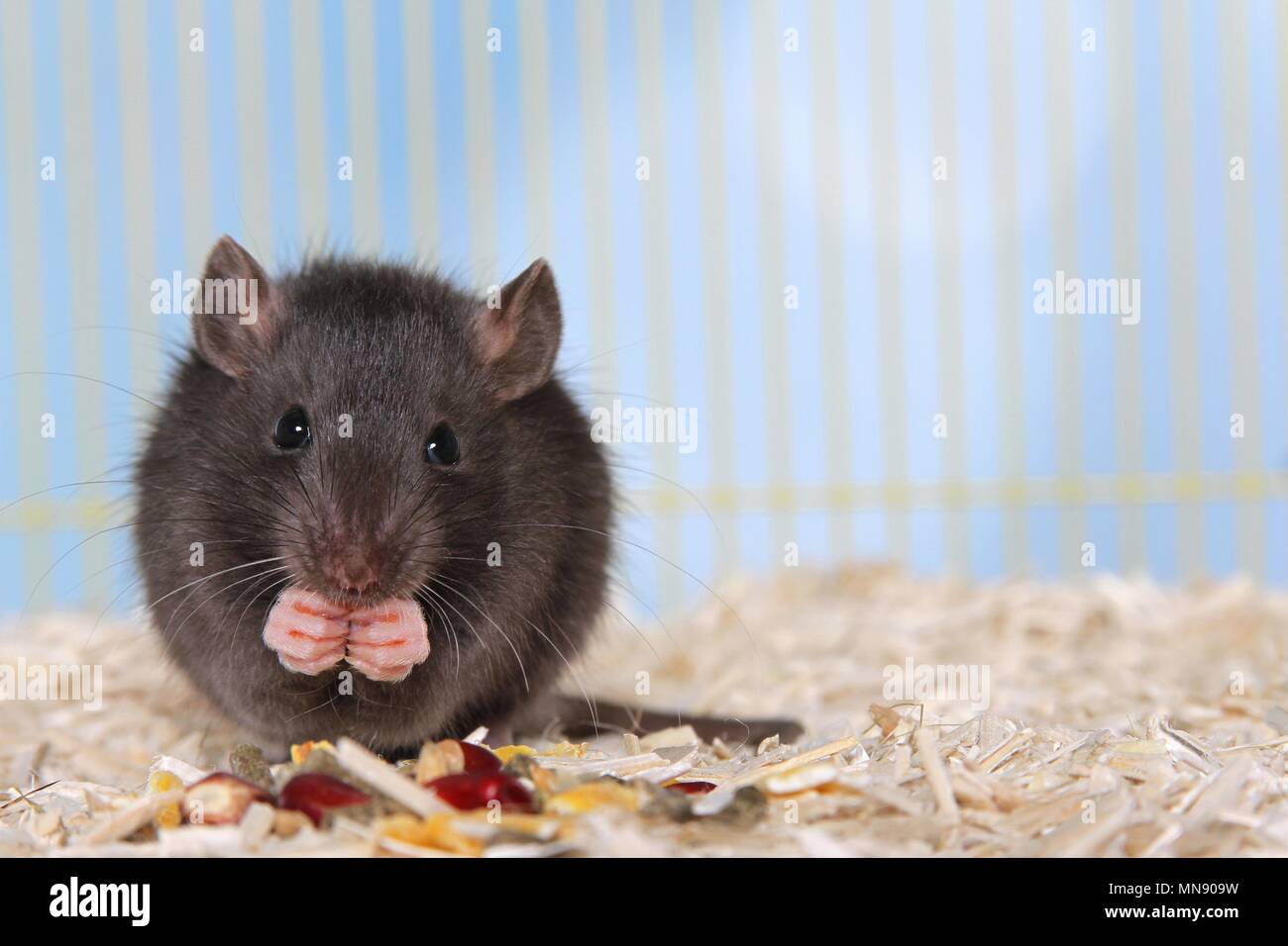 Rat cages hi-res stock photography and images - Alamy