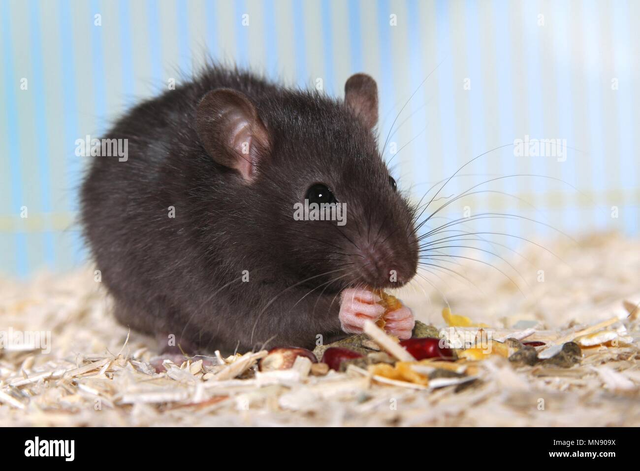 To rats case hi-res stock photography and images - Alamy