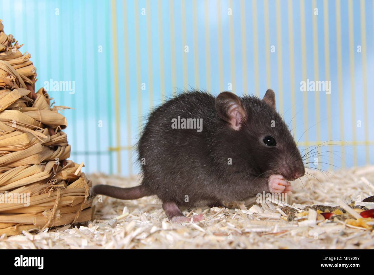To rats case hi-res stock photography and images - Alamy