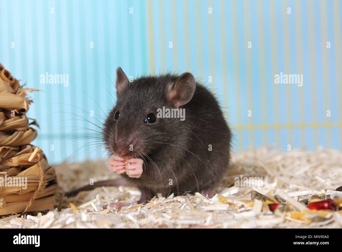 Rat cages hi-res stock photography and images - Alamy