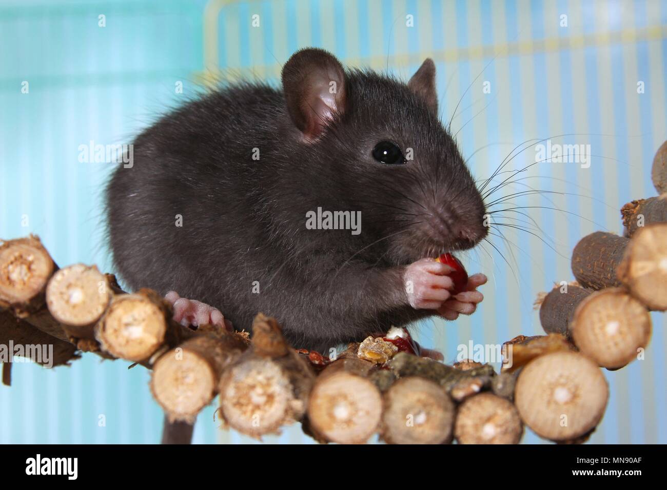 To rats case hi-res stock photography and images - Alamy
