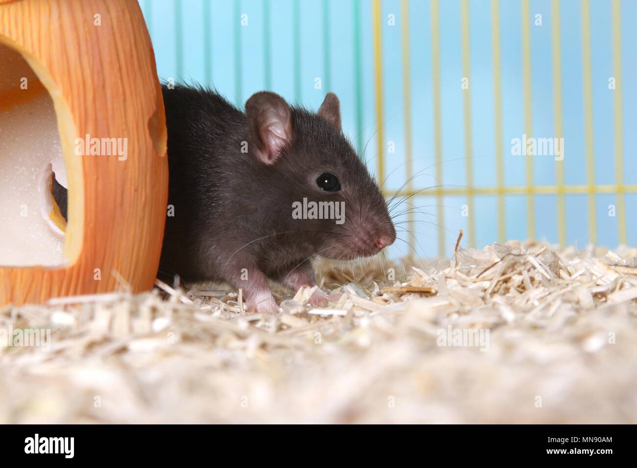 Rat cages hi-res stock photography and images - Alamy