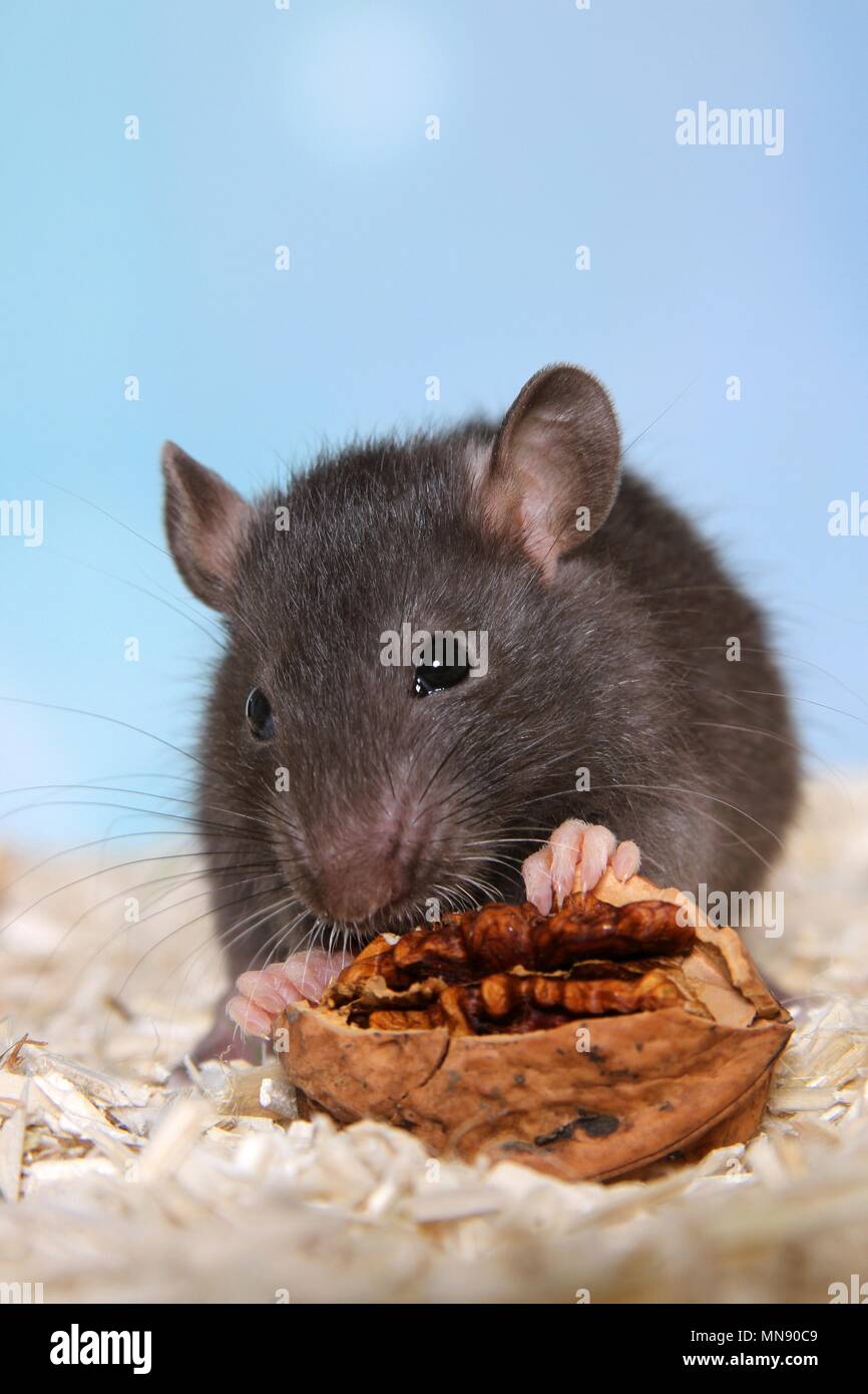 Rats food litter hi-res stock photography and images - Alamy