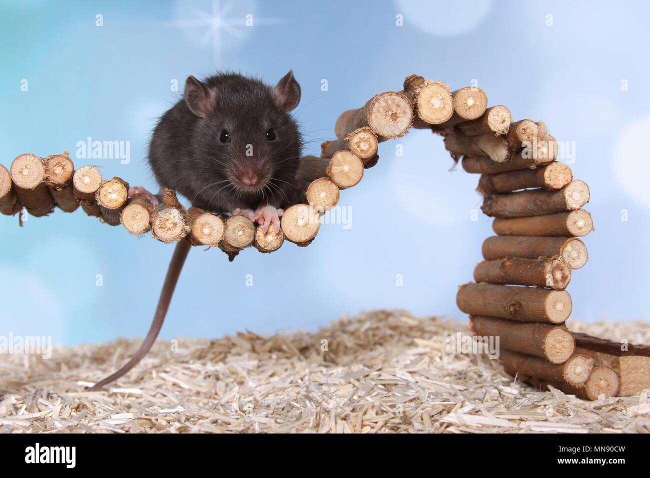 Rats bridge hi-res stock photography and images - Alamy