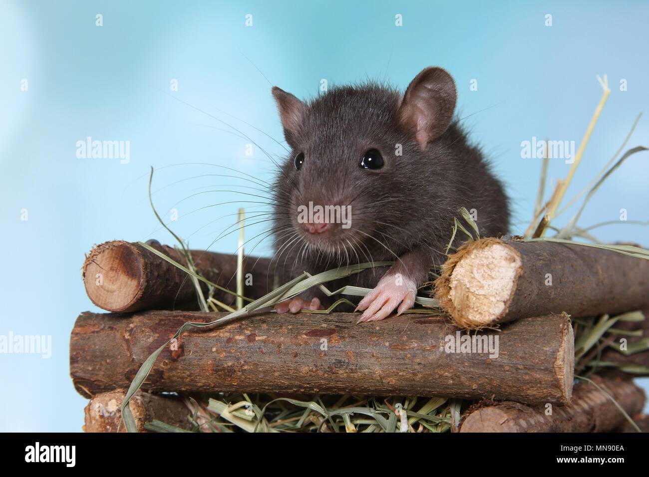 Fancy hay hi-res stock photography and images - Alamy