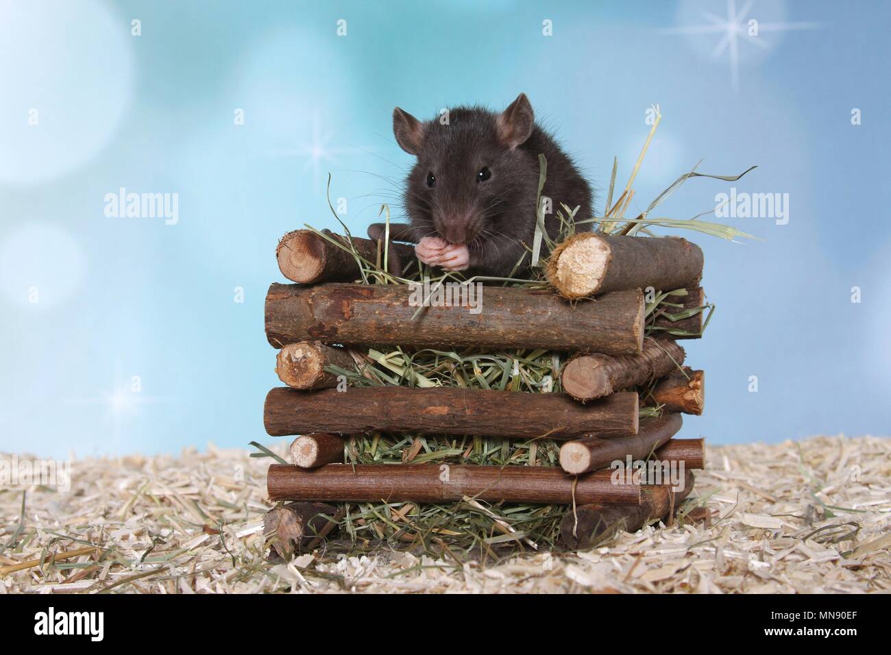 Fancy hay hi-res stock photography and images - Alamy
