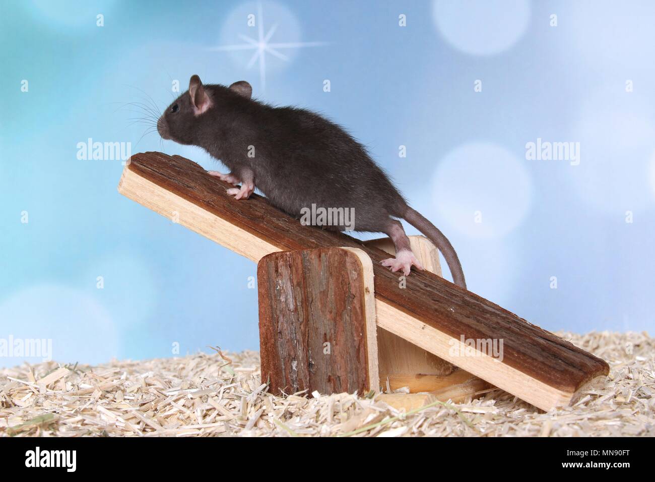 Rat walks hi-res stock photography and images - Alamy