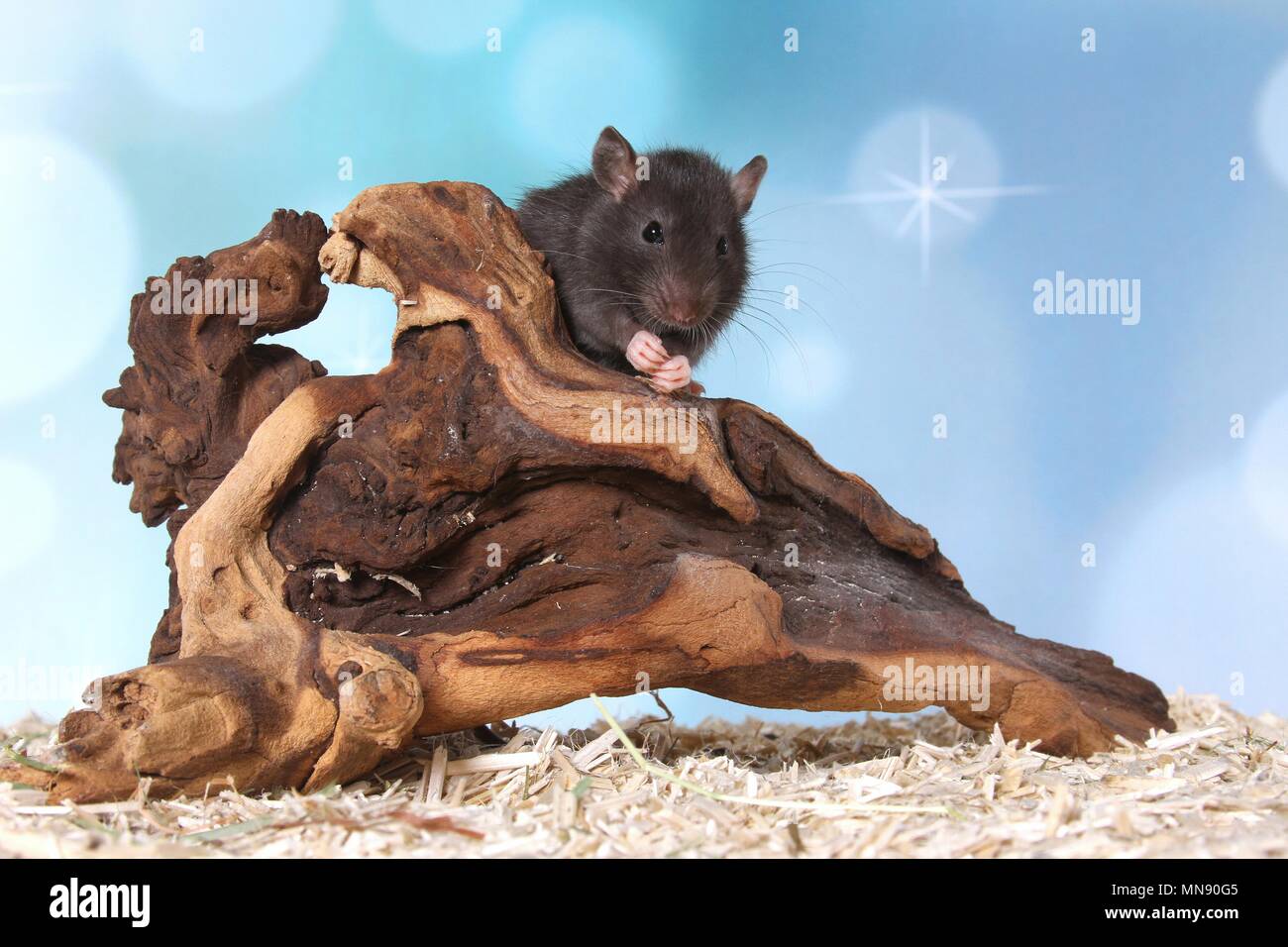 Fancy tree root hi-res stock photography and images - Alamy