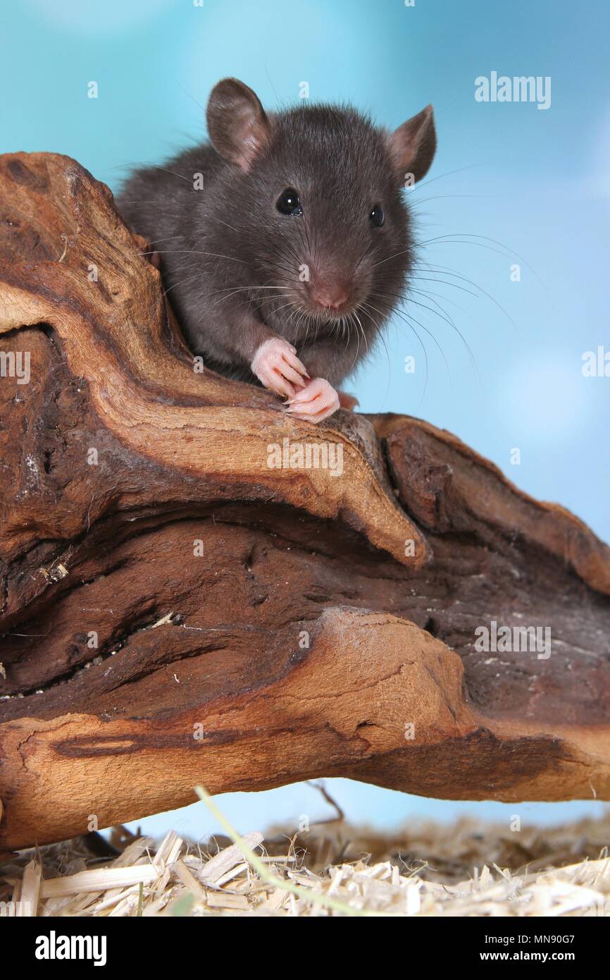 Fancy tree root hi-res stock photography and images - Alamy