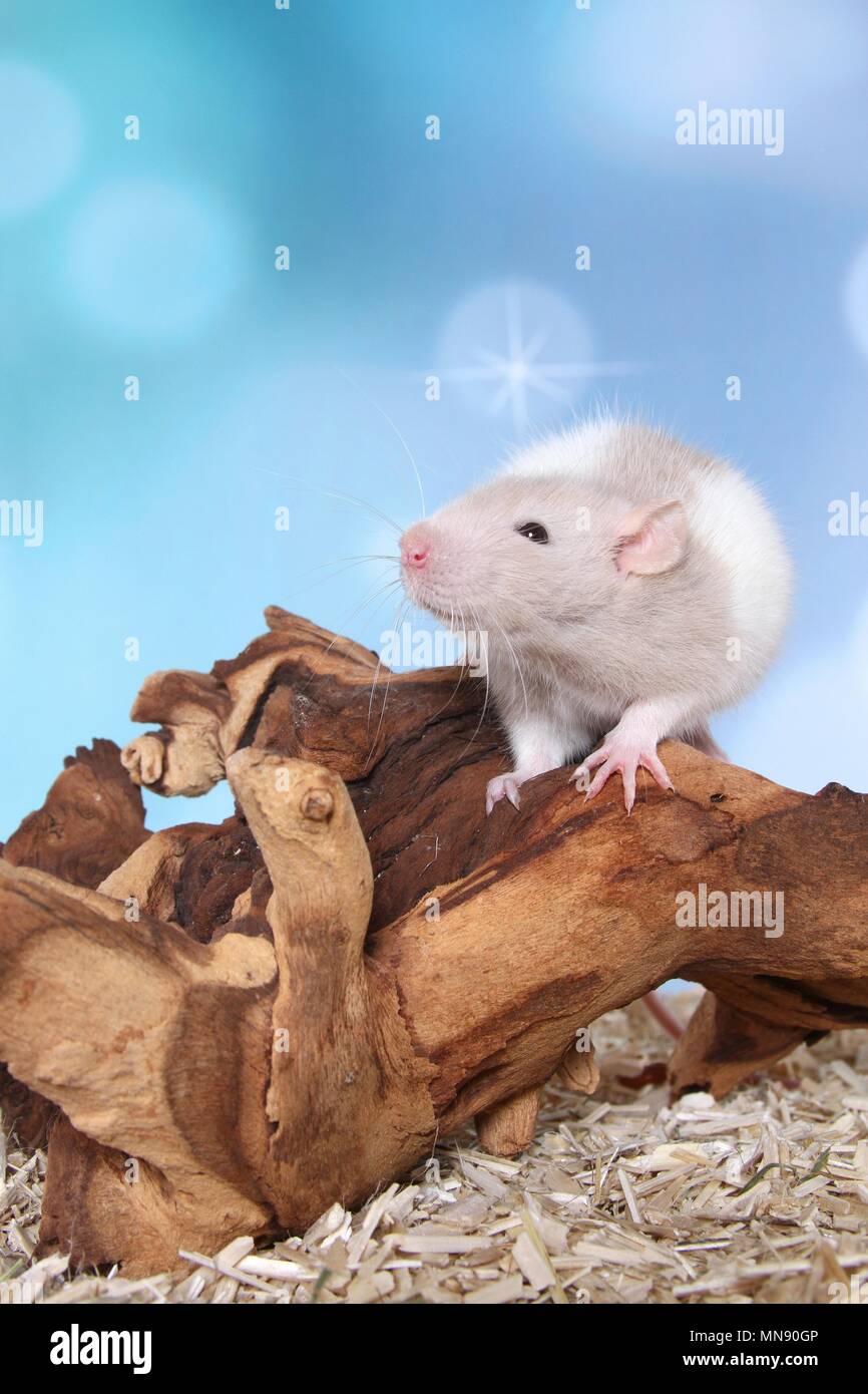 Beige hooded rat hi-res stock photography and images - Alamy
