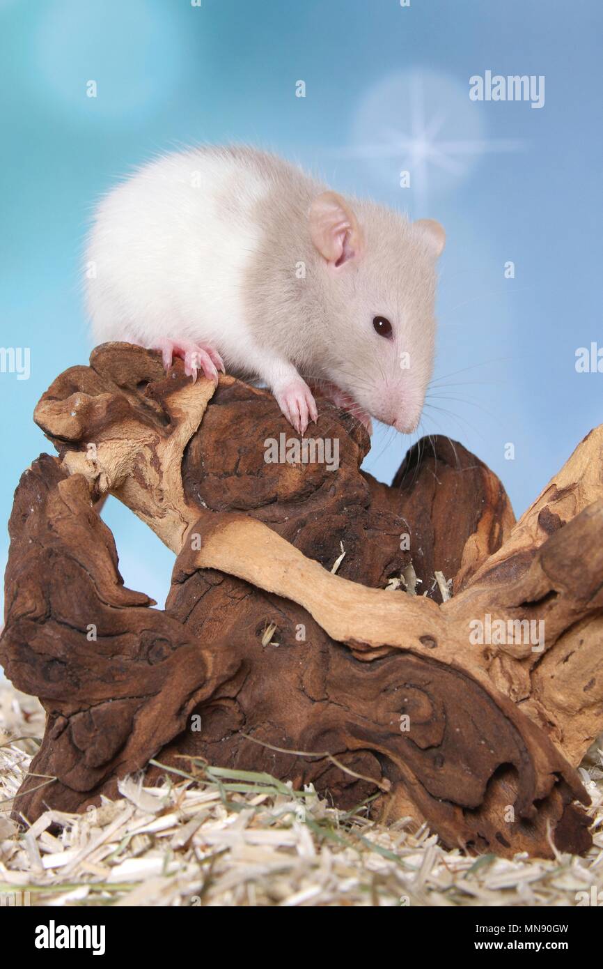Beige hooded rat hi-res stock photography and images - Alamy