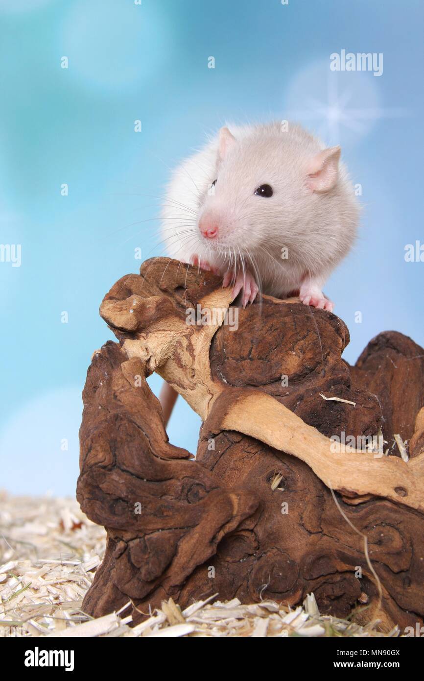 Beige hooded rat hi-res stock photography and images - Alamy
