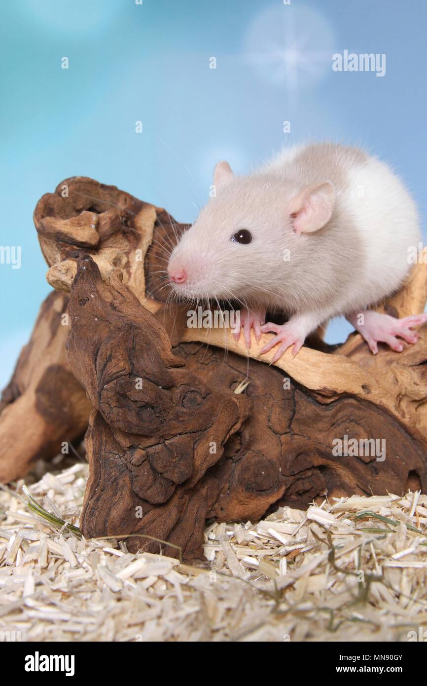 Beige hooded rat hi-res stock photography and images - Alamy