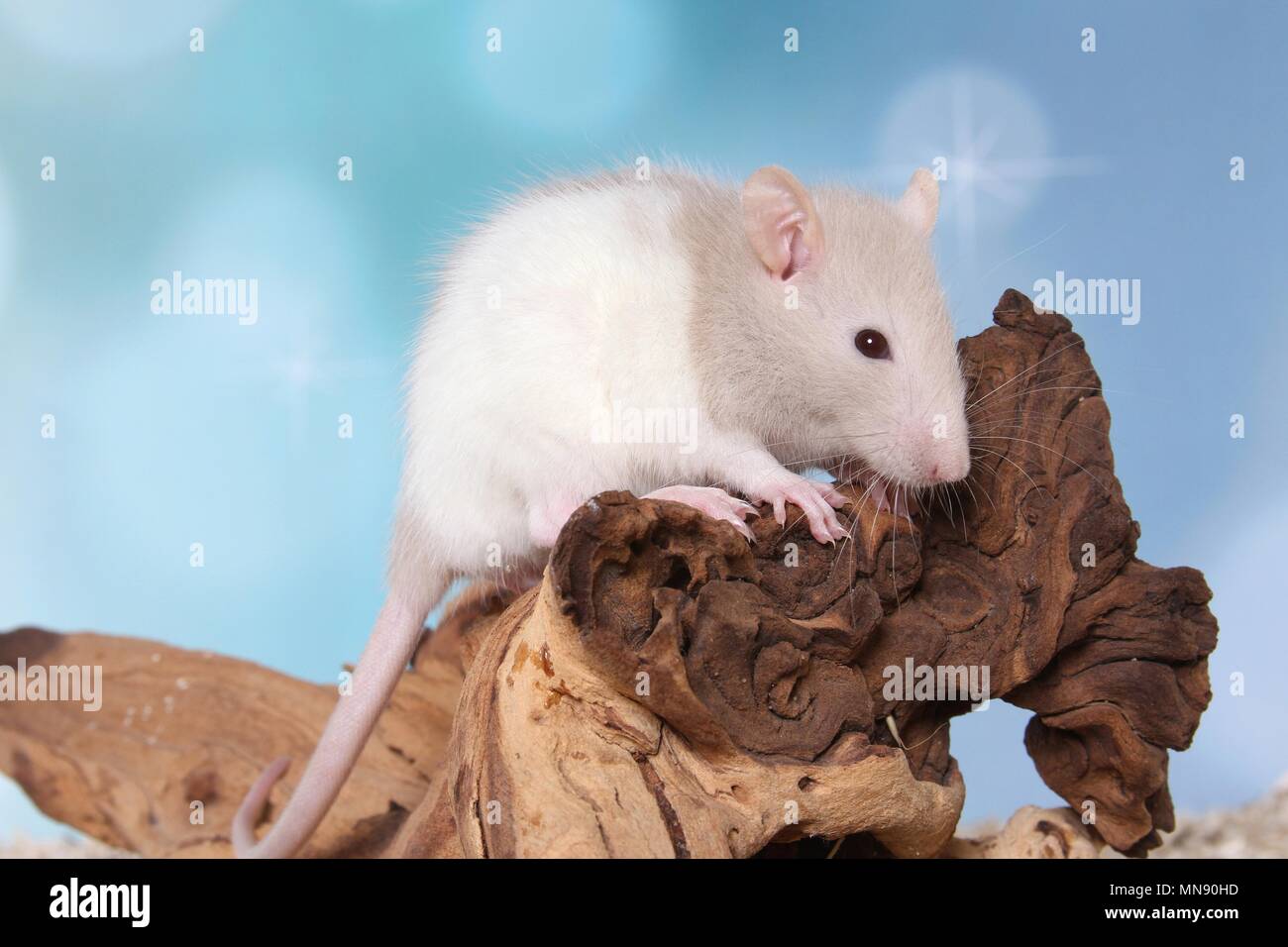 Fancy tree root hi-res stock photography and images - Alamy