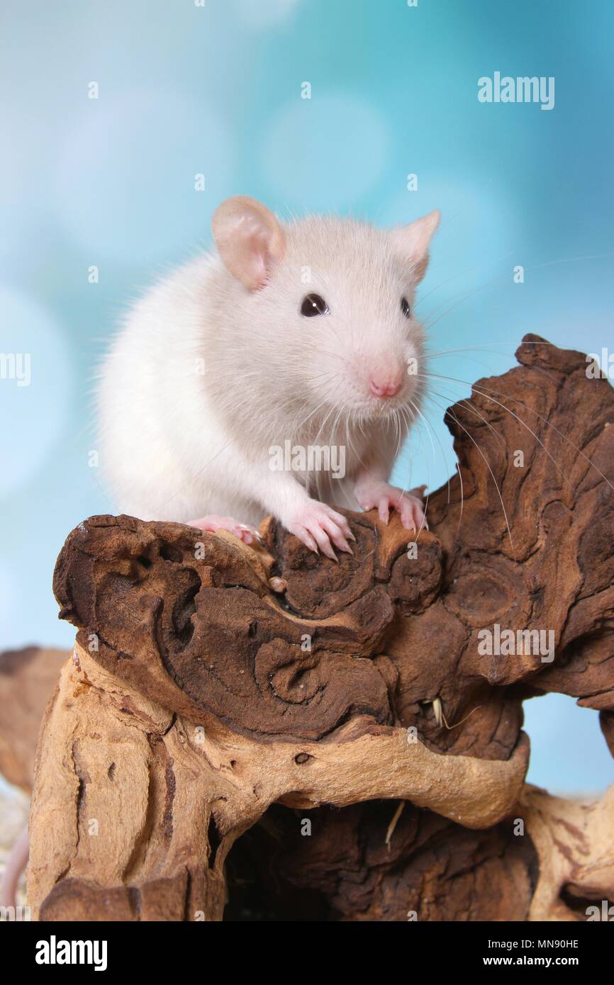 Beige hooded rat hi-res stock photography and images - Alamy