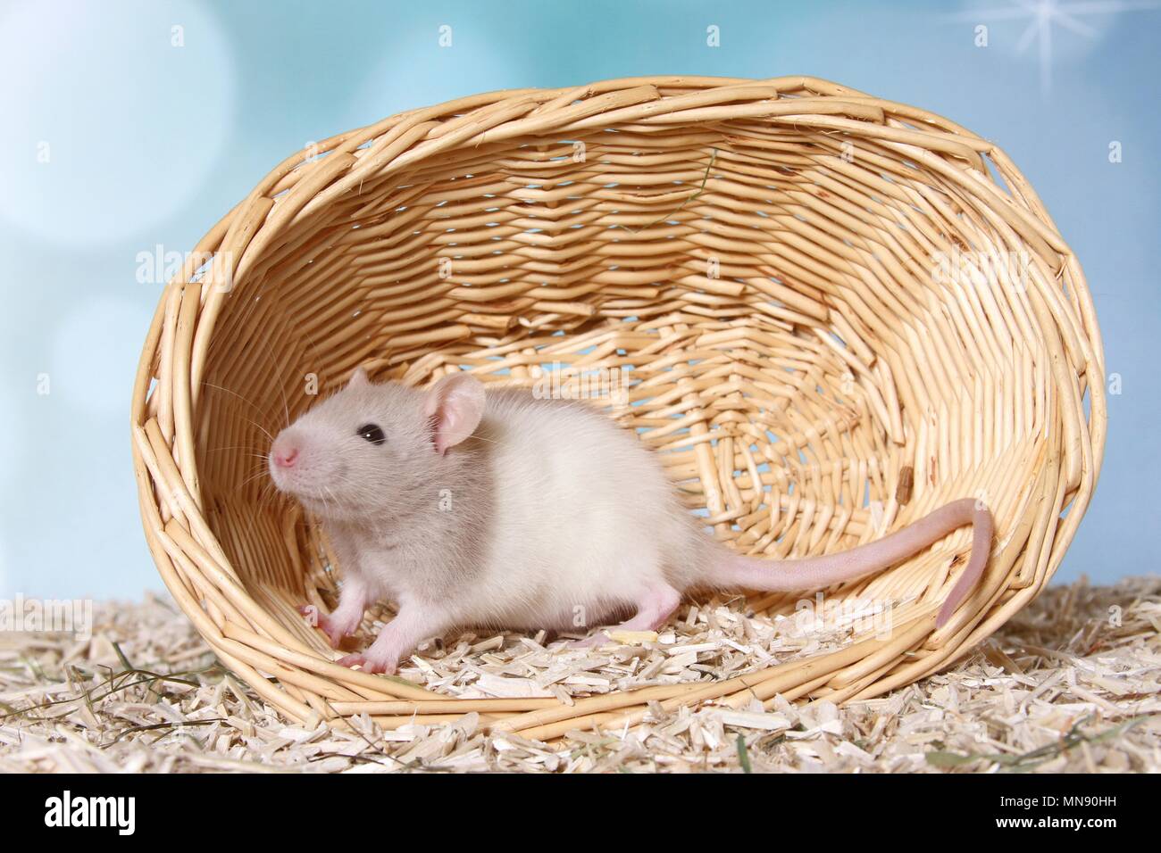 Beige hooded rat hi-res stock photography and images - Alamy