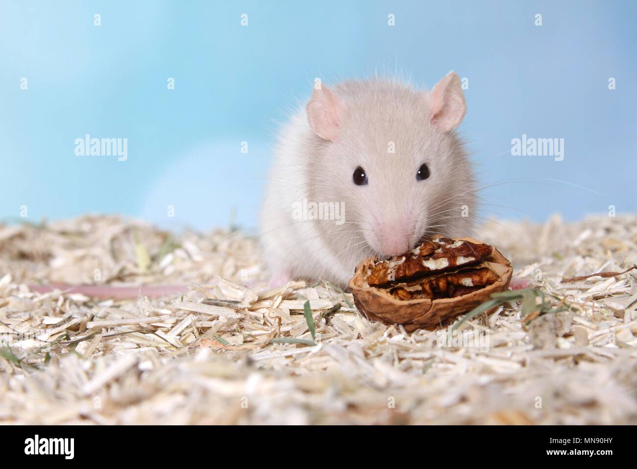 Two rats eating hi-res stock photography and images - Alamy