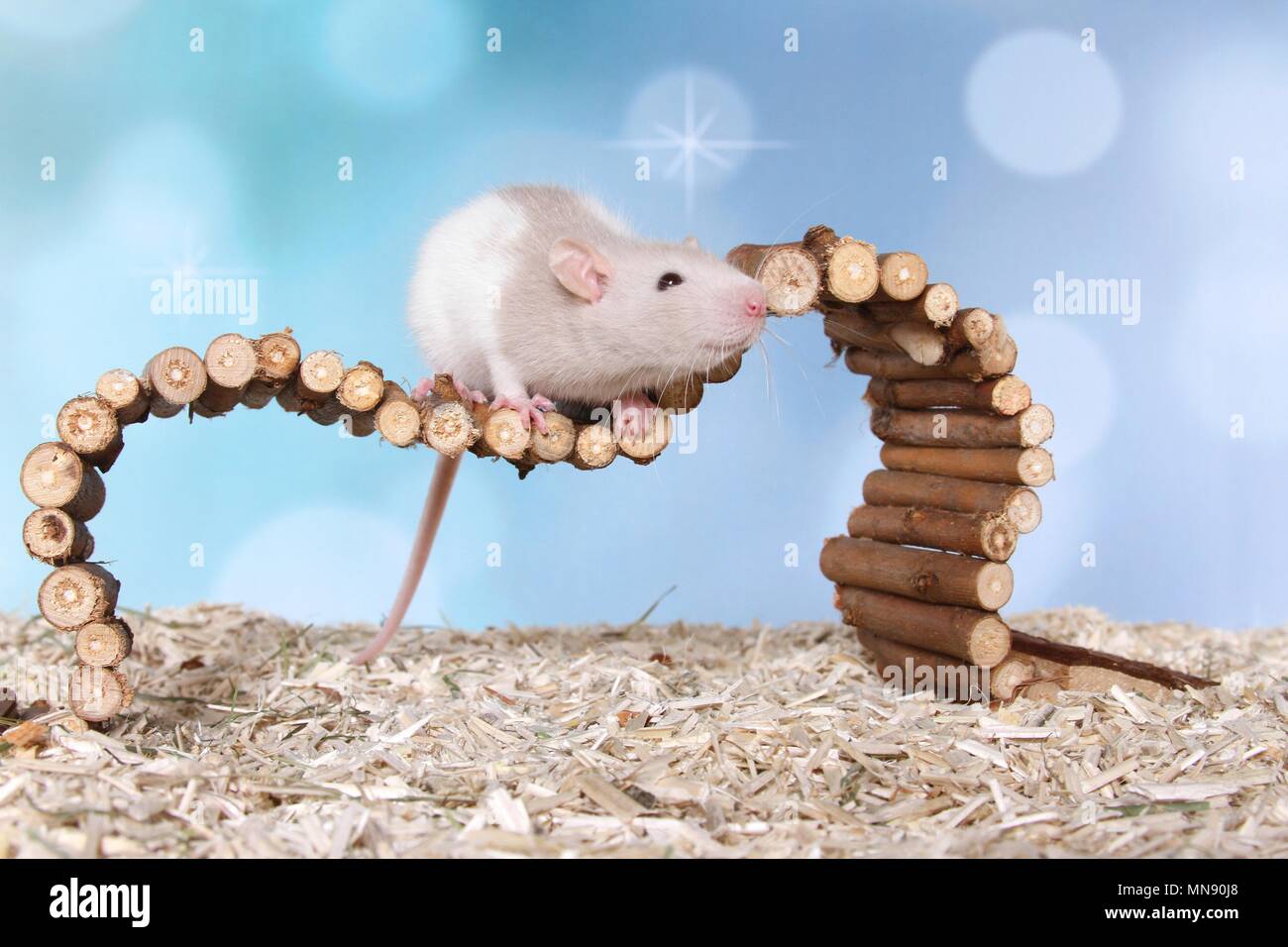 Beige hooded rat hi-res stock photography and images - Alamy