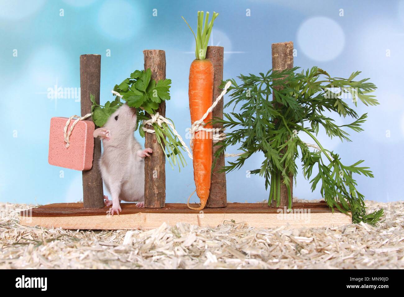 Two rats eating hi-res stock photography and images - Alamy