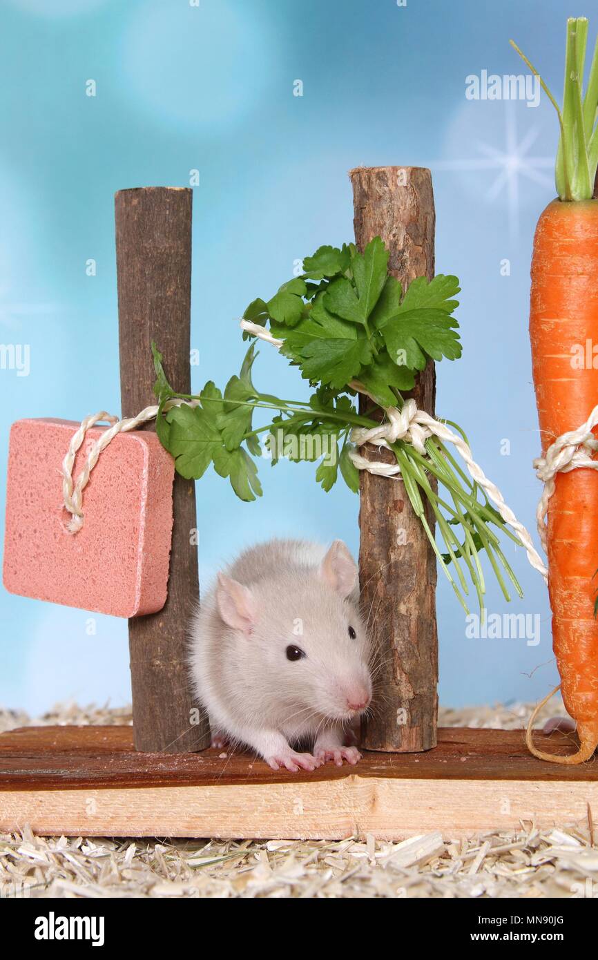 Beige hooded rat hi-res stock photography and images - Alamy