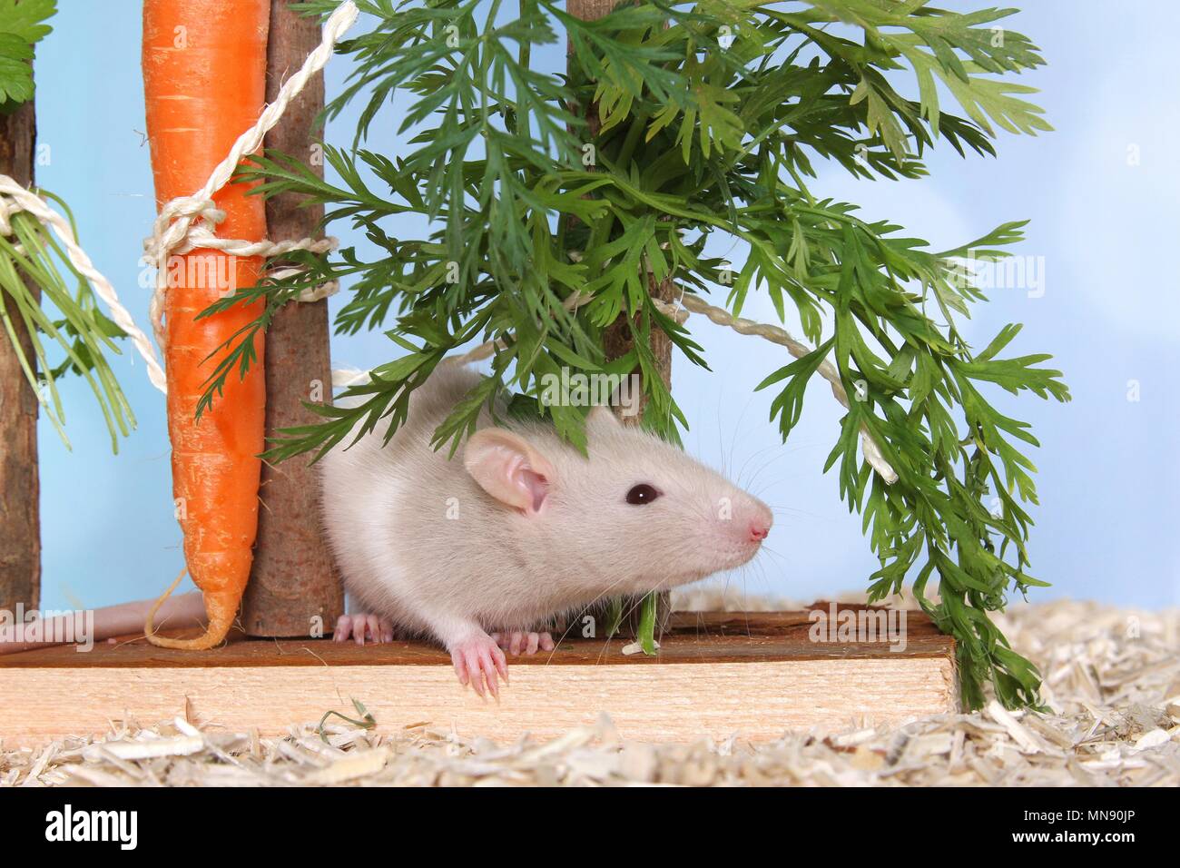 Beige hooded rat hi-res stock photography and images - Alamy