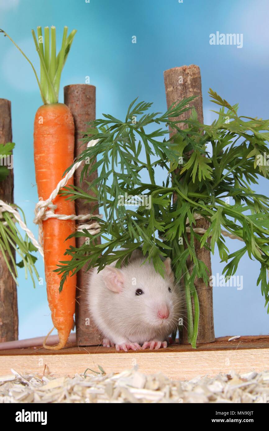 Beige hooded rat hi-res stock photography and images - Alamy