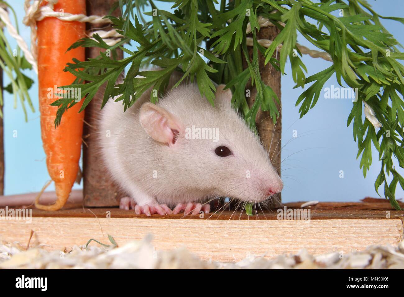 Beige hooded rat hi-res stock photography and images - Alamy