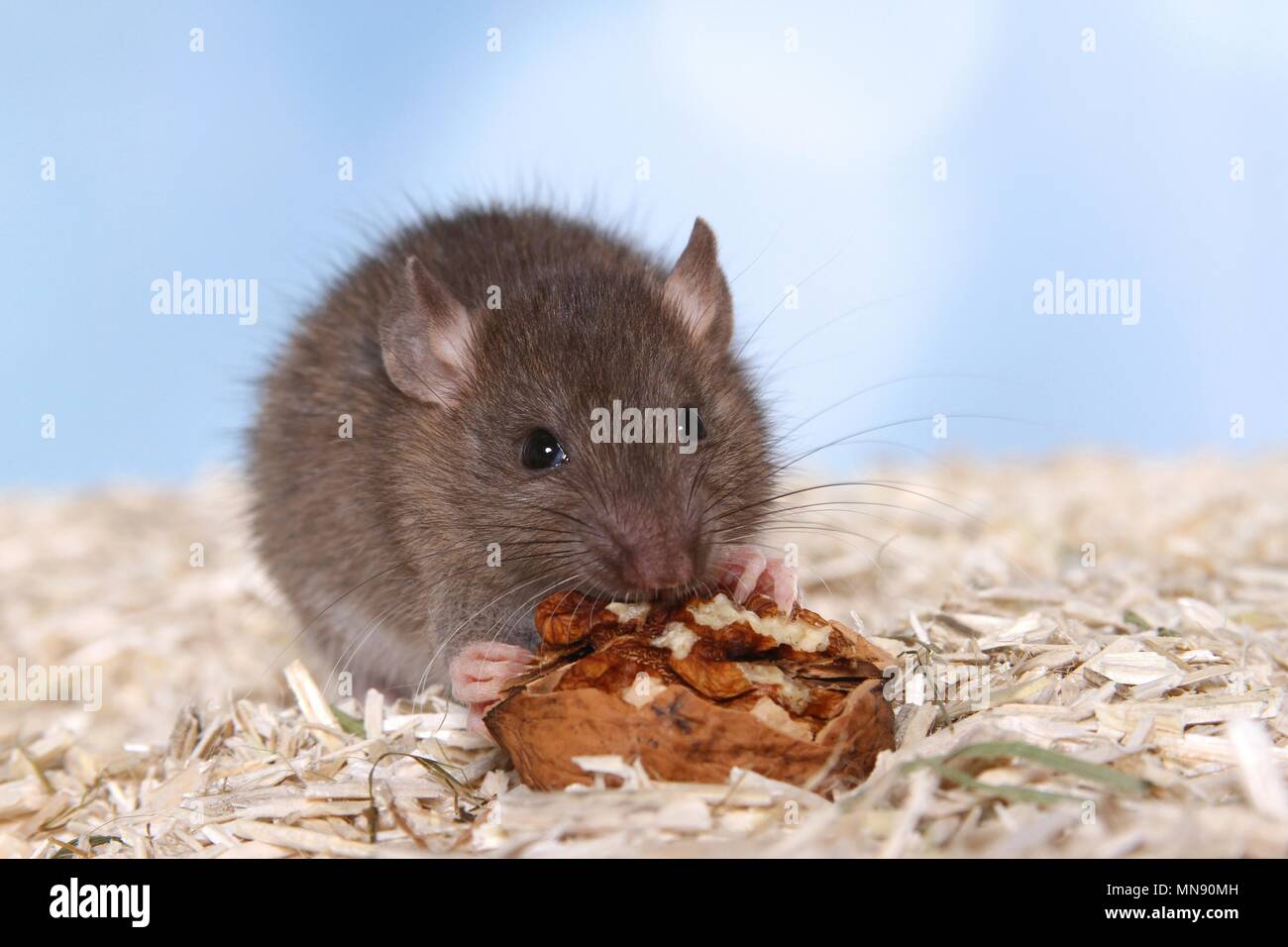 Agouti nut hi-res stock photography and images - Alamy