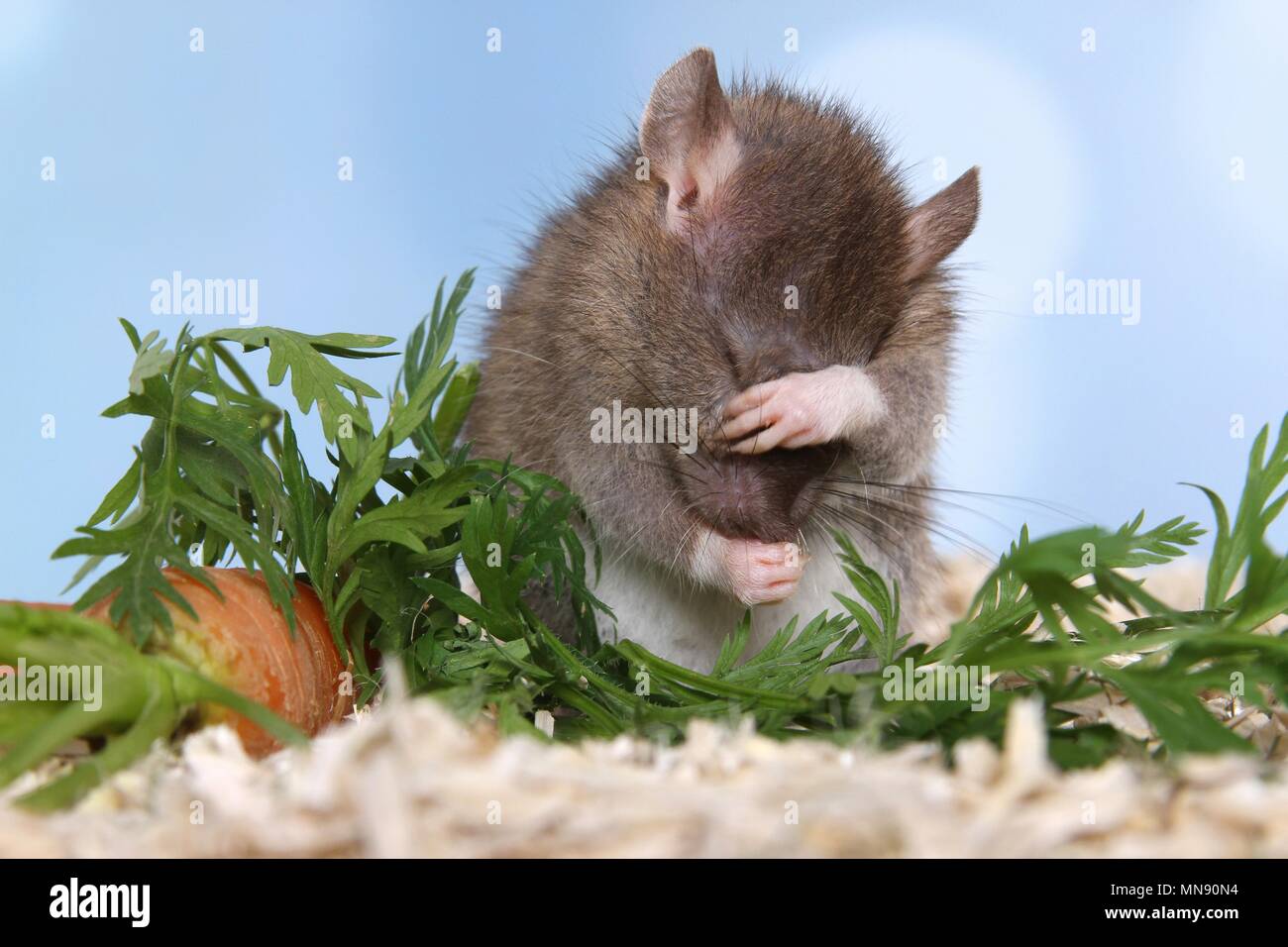 Rats grooming hi-res stock photography and images - Alamy